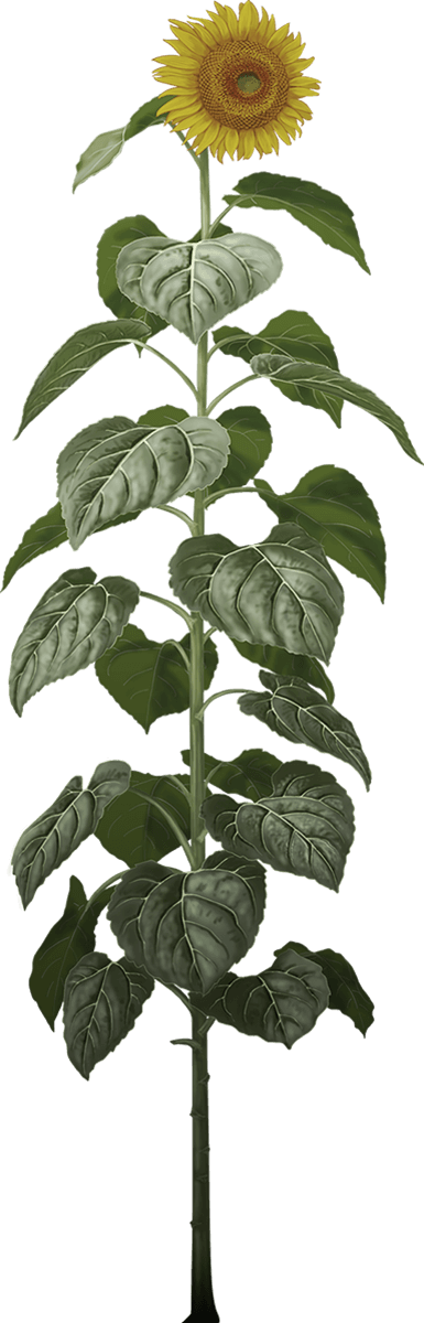 Universcale | Learn & Enjoy Light | Nikon About Us