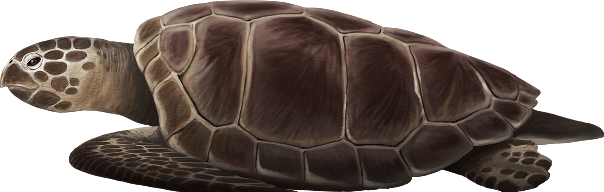 Universcale | Learn & Enjoy Light | Nikon About Us