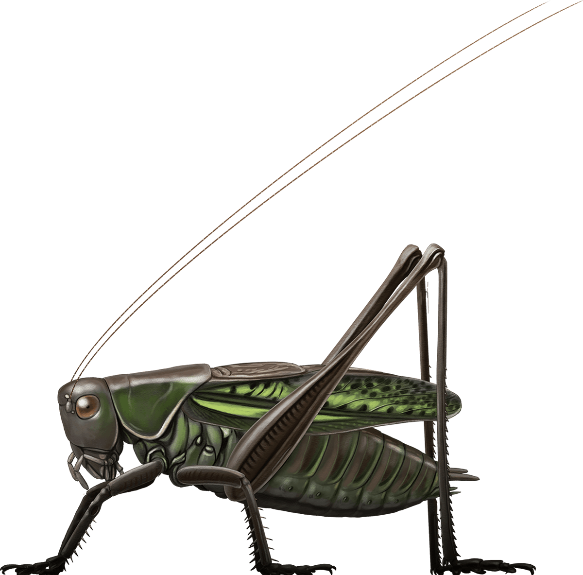 Universcale | Learn & Enjoy Light | Nikon About Us