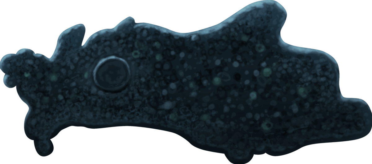 Universcale | Learn & Enjoy Light | Nikon About Us