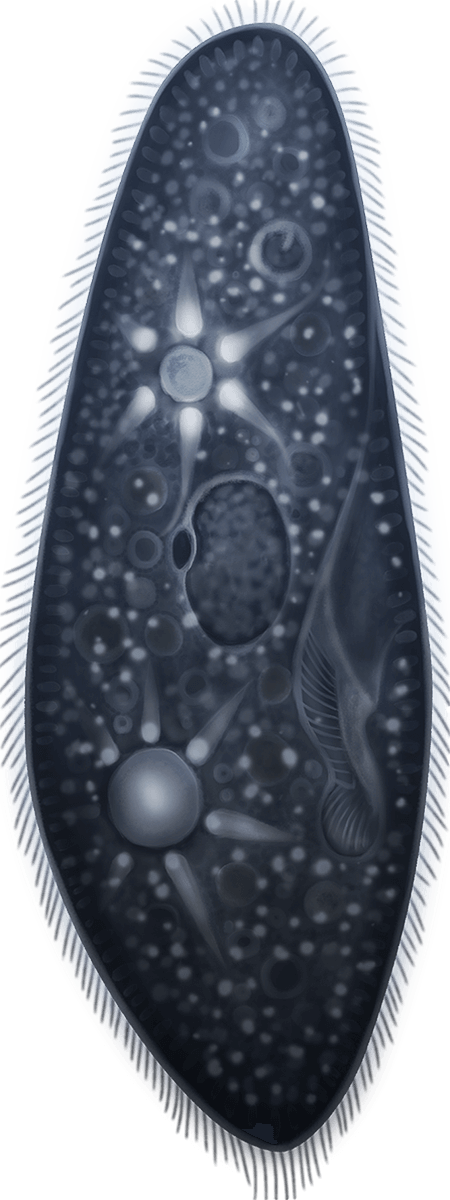 Universcale | Learn & Enjoy Light | Nikon About Us