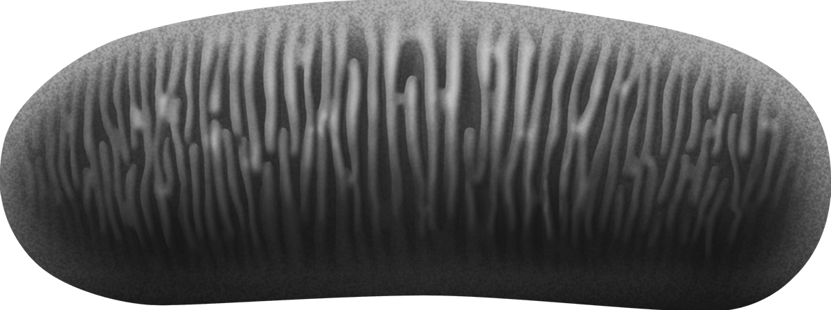 Universcale | Learn & Enjoy Light | Nikon About Us